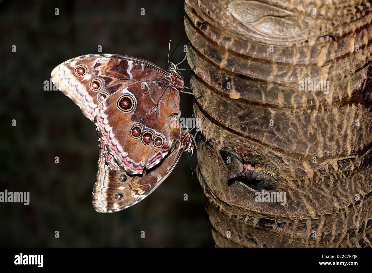 Blue Morpho (Morpho peleides) tropical butterflies mating on a tree ...