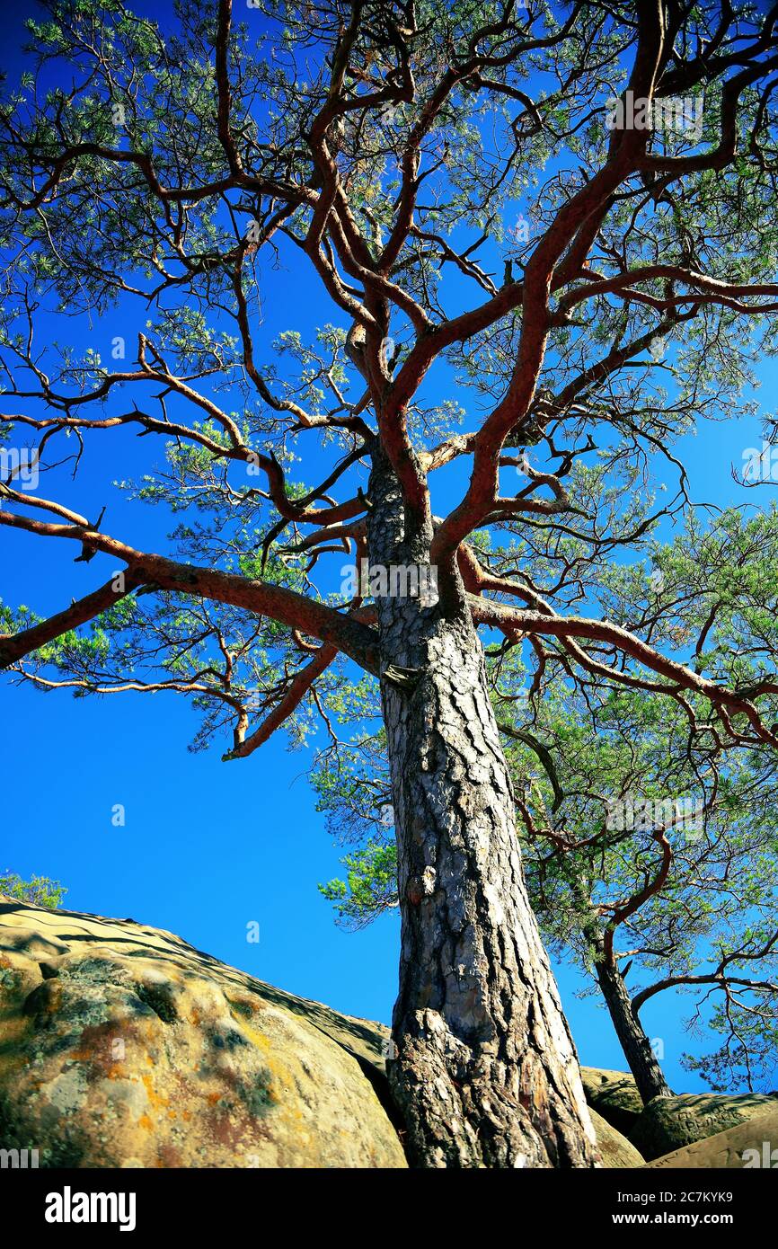 Pine tree in sunny forest. Pine tree with blue sky background Stock ...