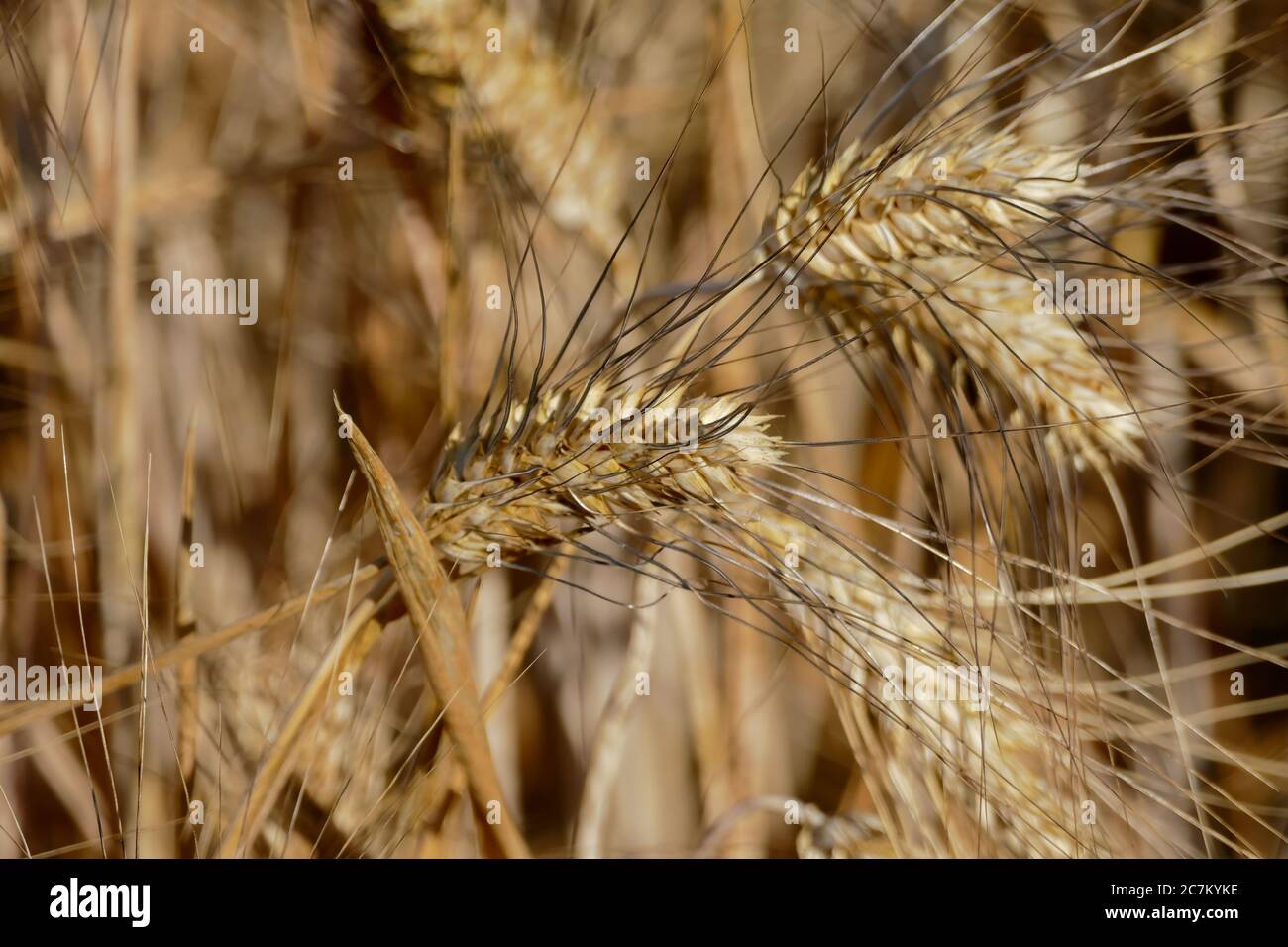 Harvest of wheat Texture of wheat background picture Stock Photo - Alamy