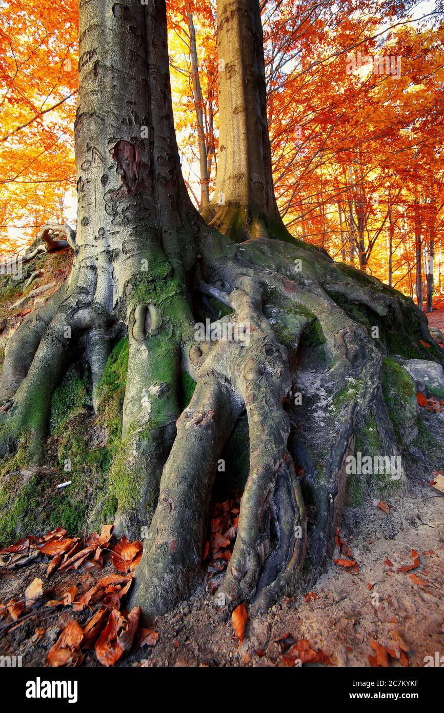 massive tree roots in autumnal forest. Fallen leaves. Sunset time Stock ...
