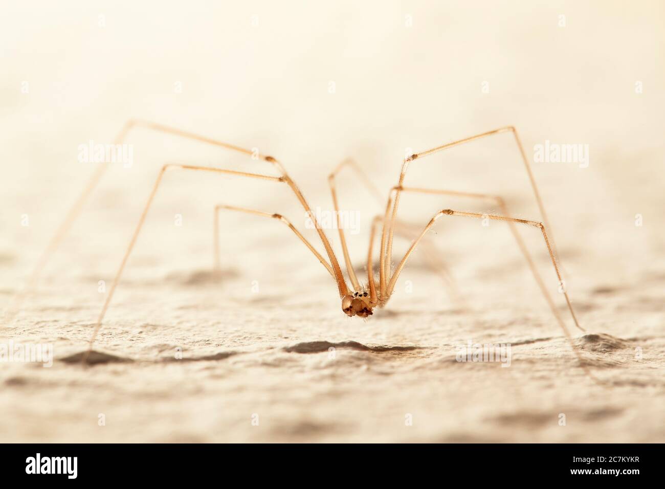 Electric Spider, Pholcida Stock Photo - Alamy