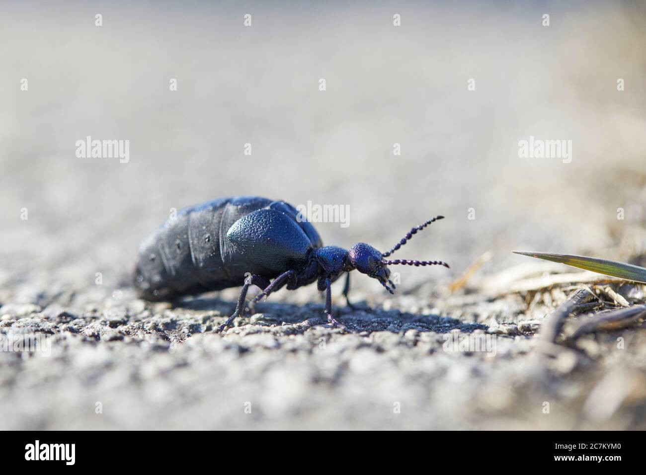Black mold beetle hi-res stock photography and images - Alamy