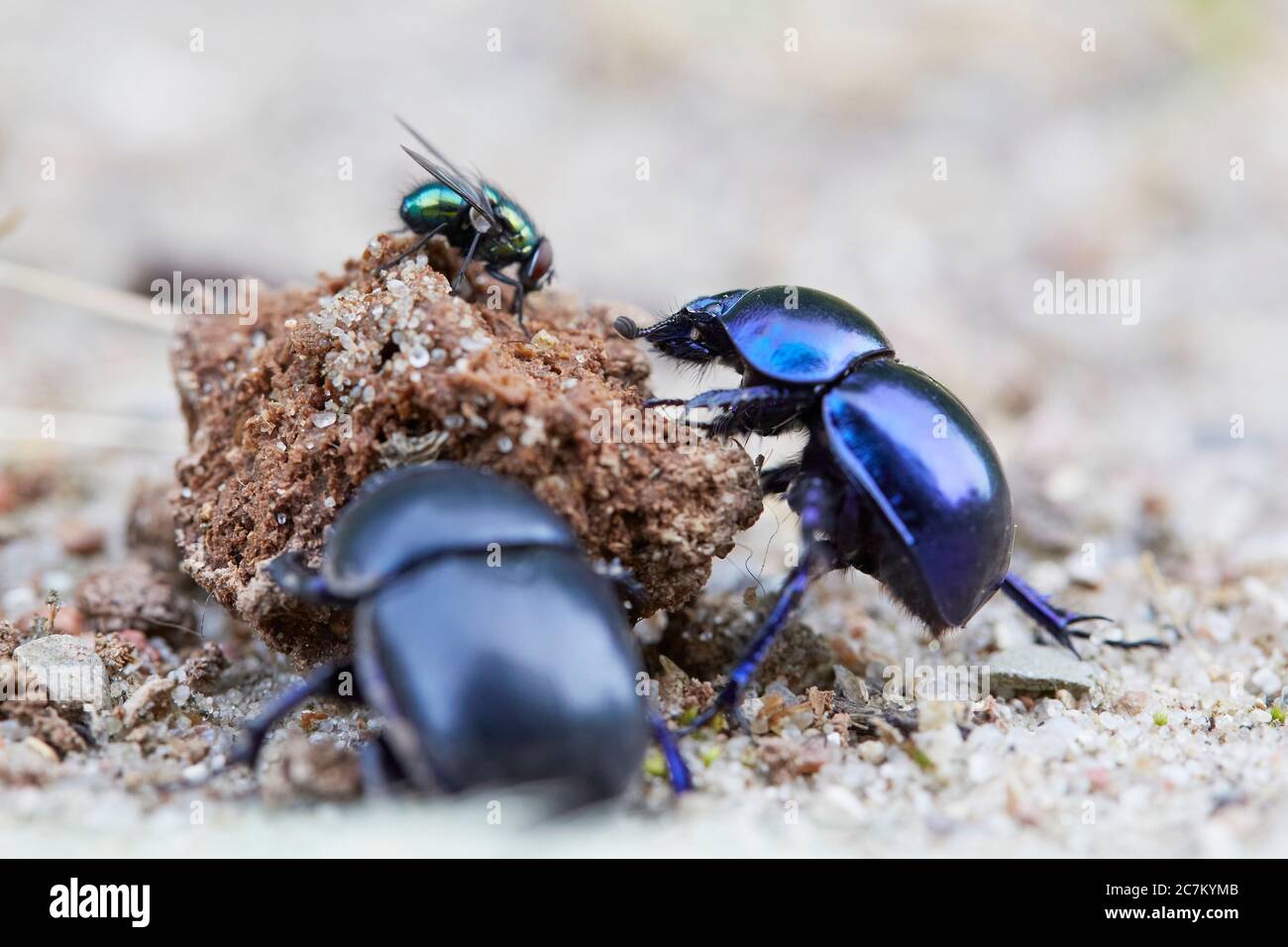 Earth boring dung beetles hi-res stock photography and images - Alamy