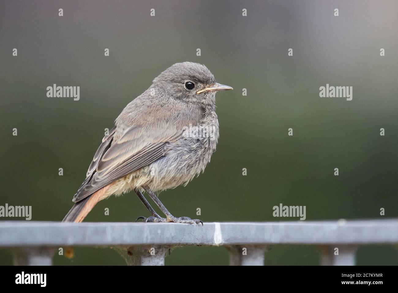 Juvenile redstart hi-res stock photography and images - Alamy