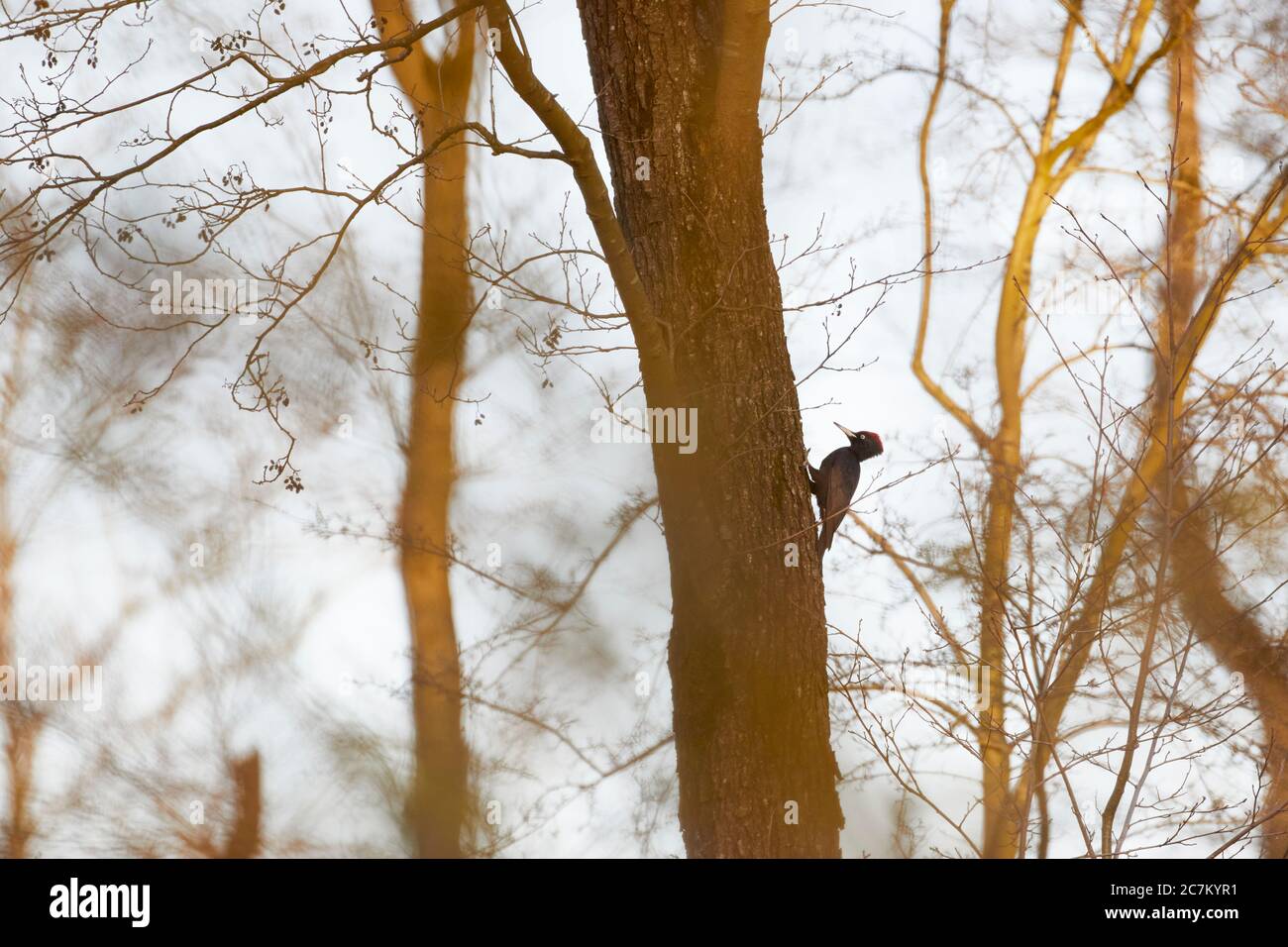 Black woodpecker, Dryocopus martius Stock Photo - Alamy