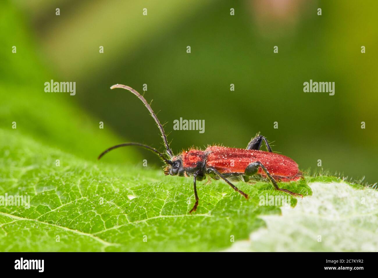 Red-haired goat, red disc goat, Pyrrhidium sanguineum Stock Photo - Alamy