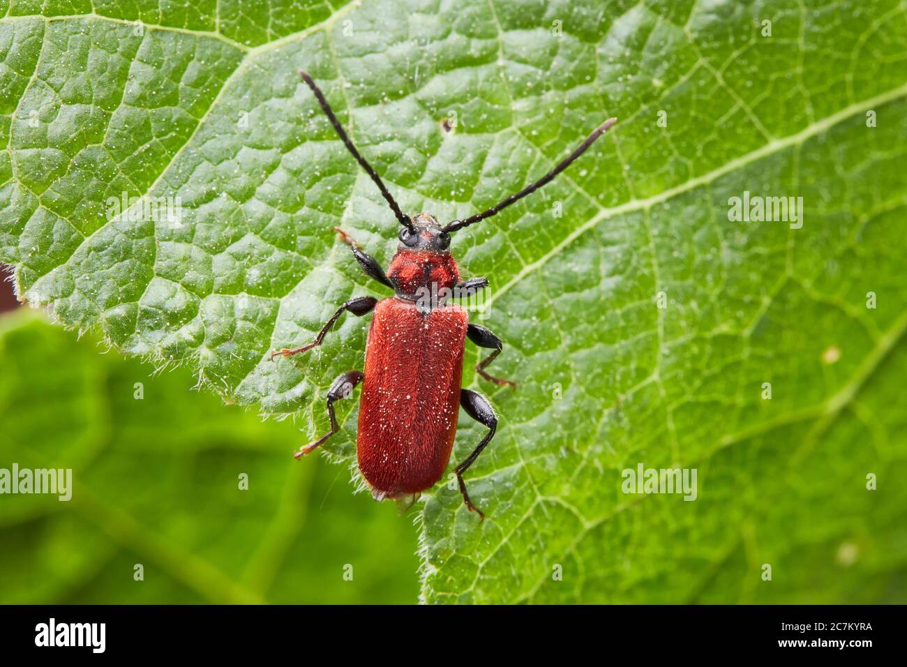 Red goat hi-res stock photography and images - Alamy