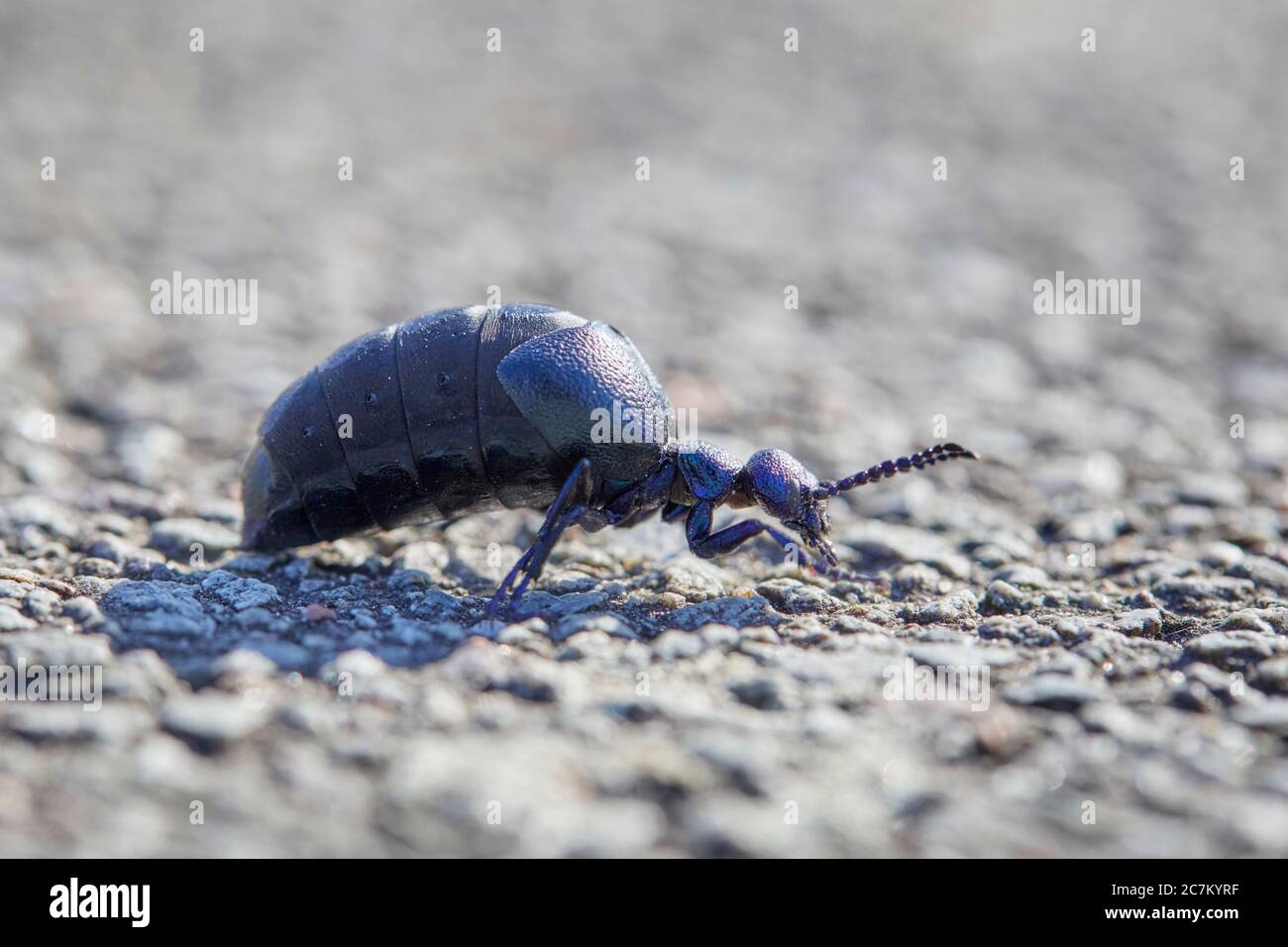 black and blue oil beetle, Meloe proscarabaeus Stock Photo - Alamy