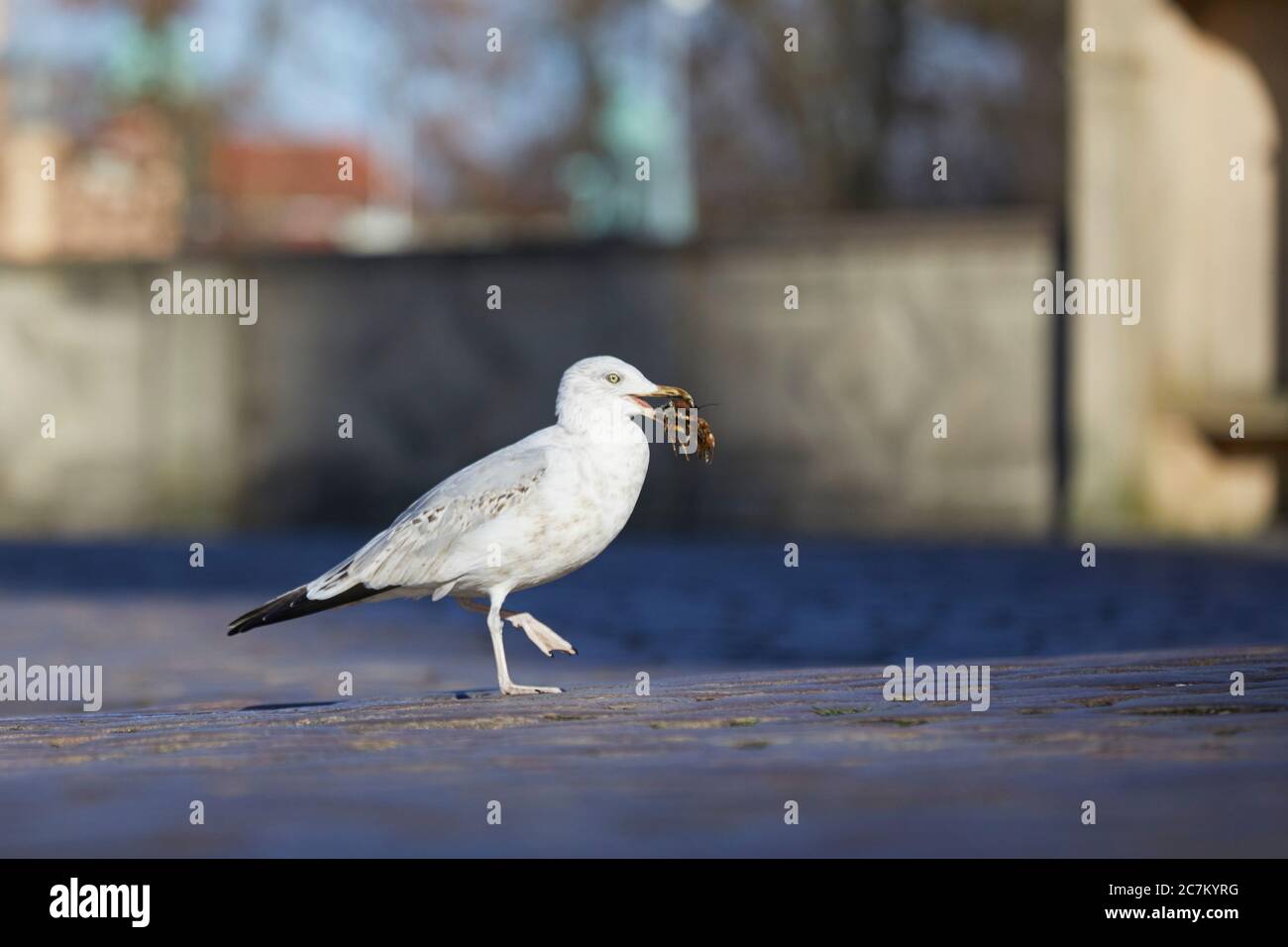 Siberian seagull hi-res stock photography and images - Alamy