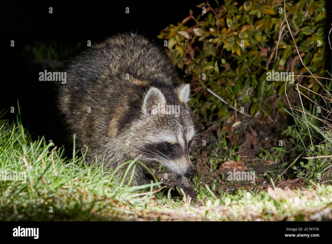 Raccoon night hi-res stock photography and images - Alamy