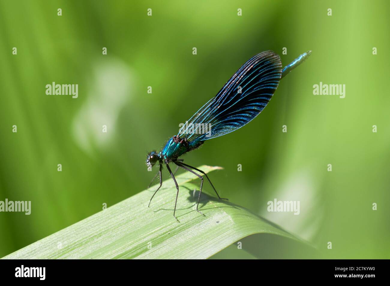 Dragonfly home hi-res stock photography and images - Alamy