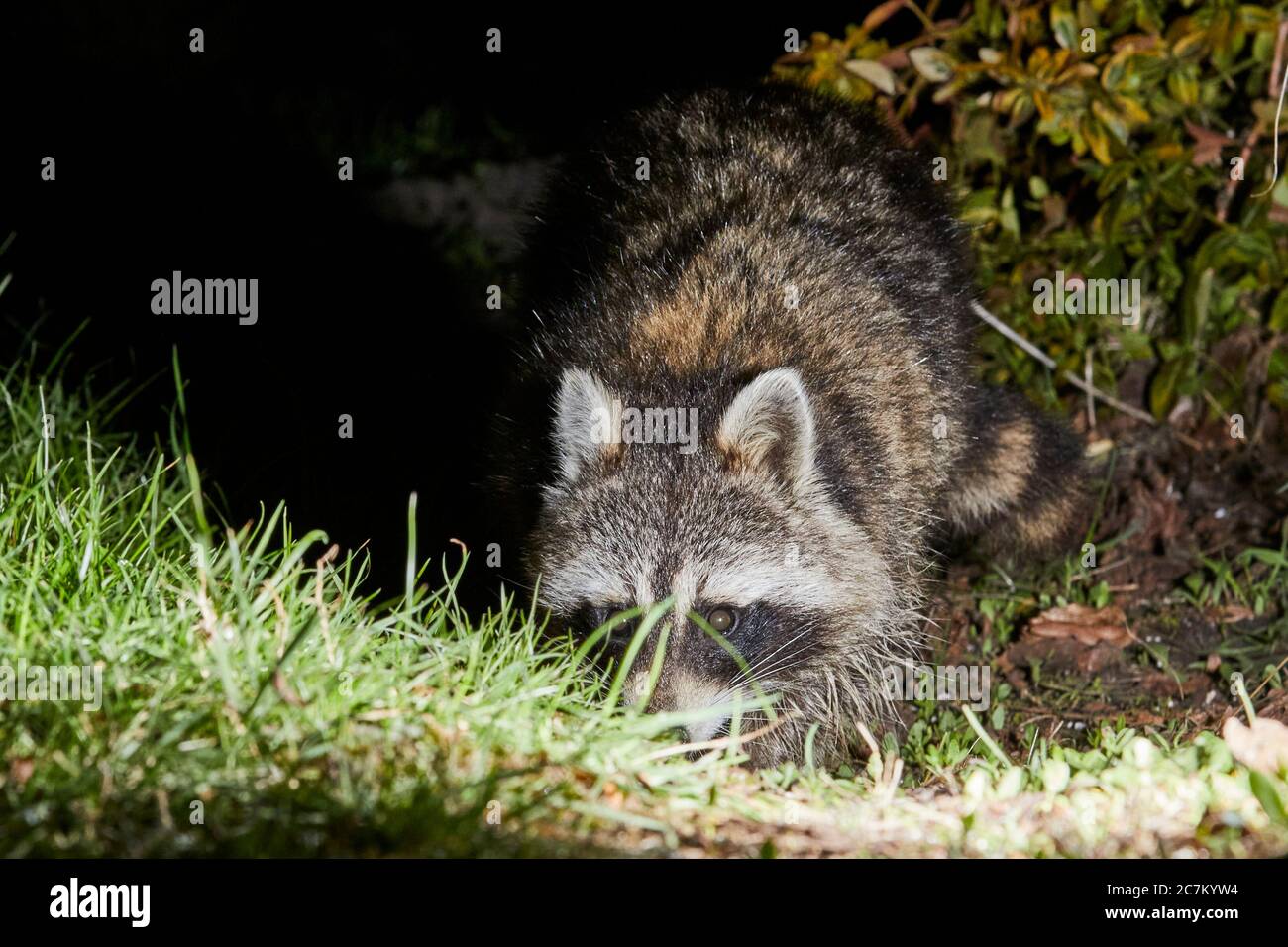 Raccoon night hi-res stock photography and images - Alamy