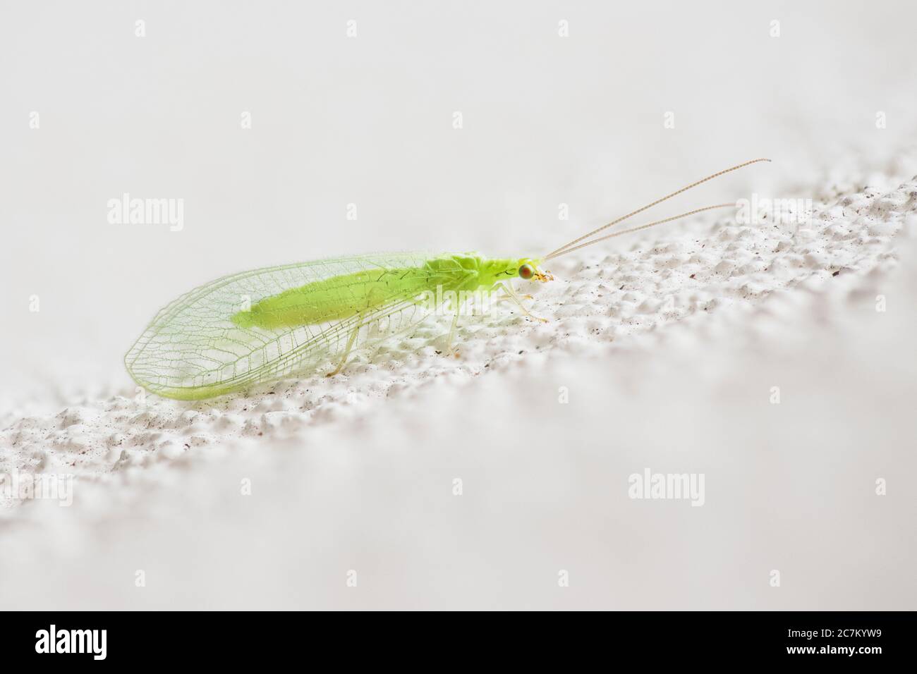 Lacewing, golden eye, Chrysopida Stock Photo - Alamy