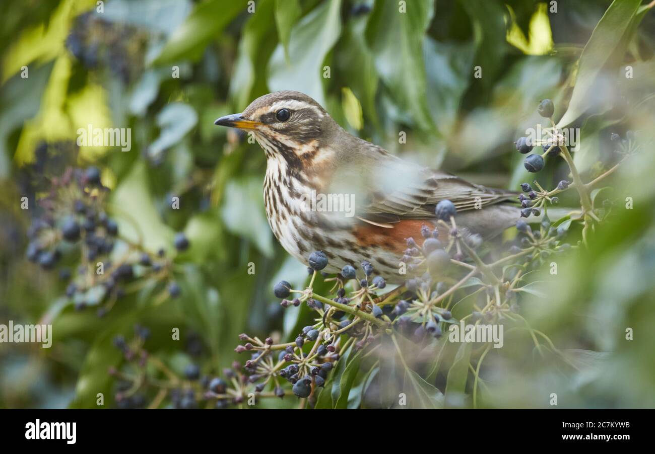 Red winged thrush hi-res stock photography and images - Alamy