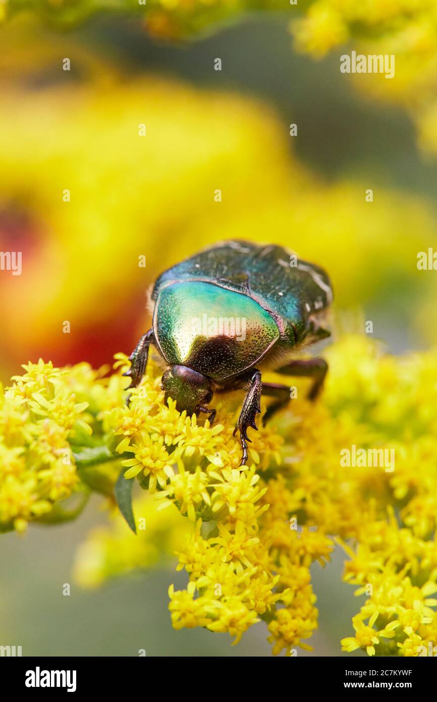 Common Rose Beetle High Resolution Stock Photography and Images - Alamy
