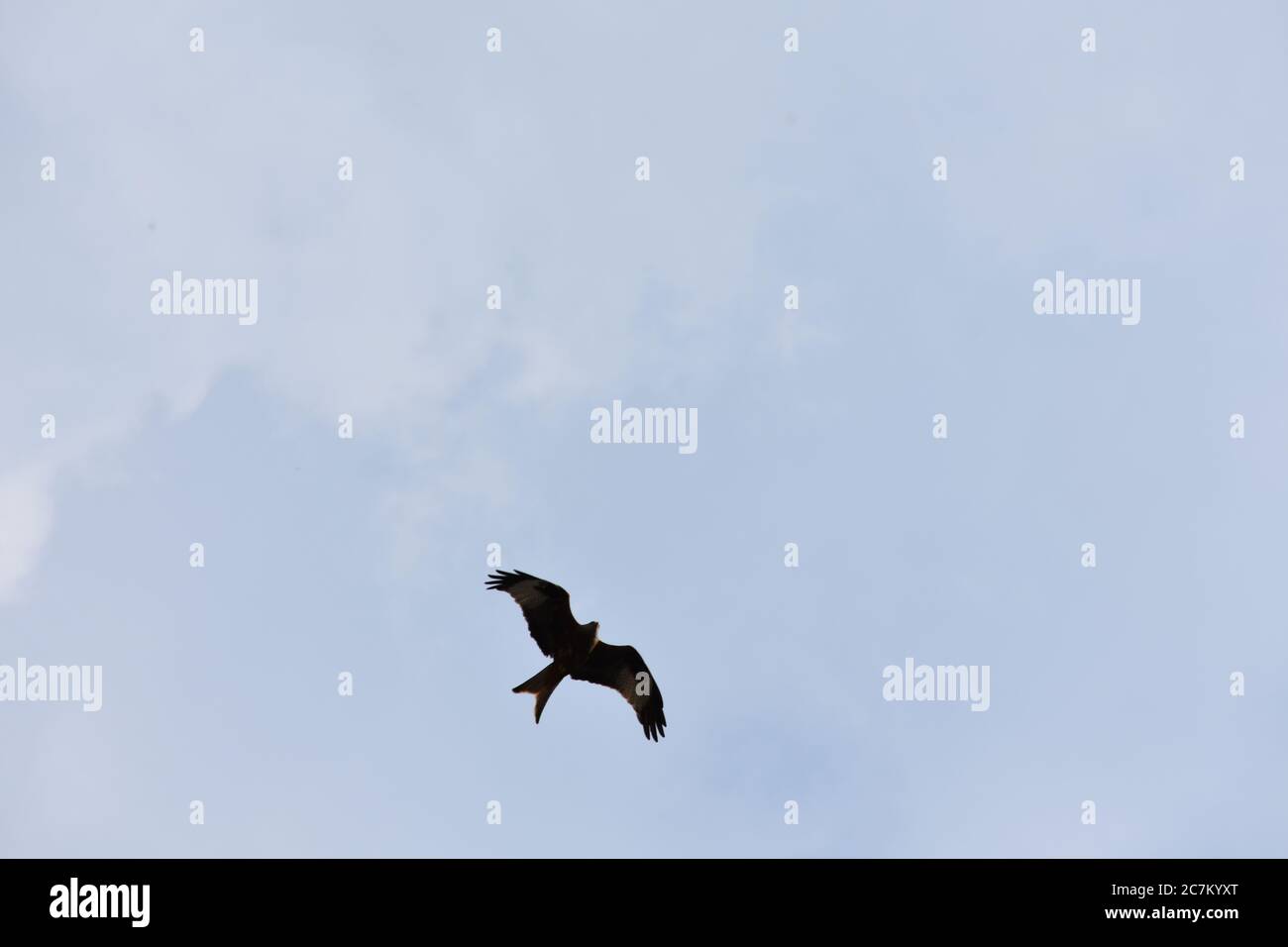 Red kite UK Stock Photo - Alamy