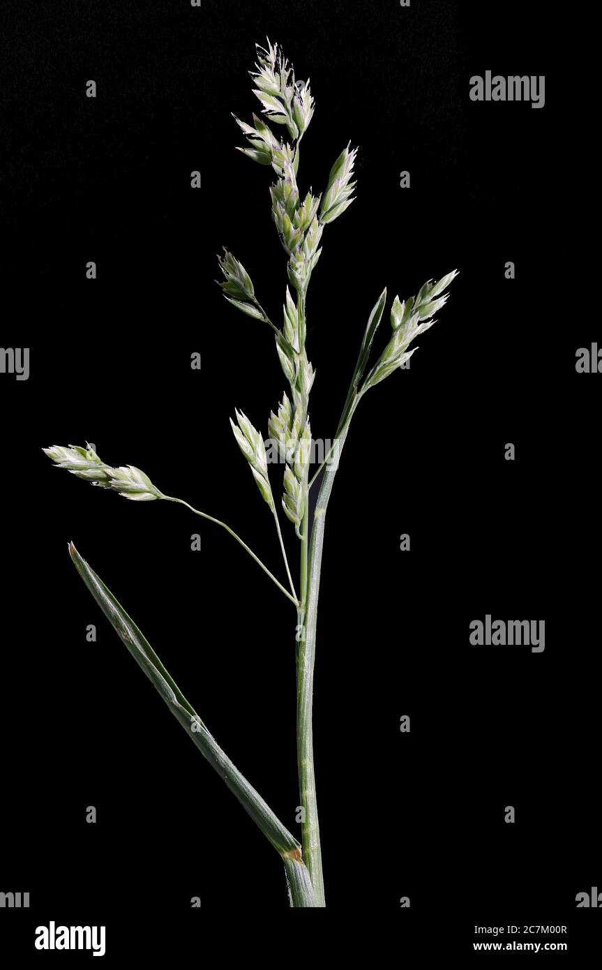 Poa annua hi-res stock photography and images - Alamy