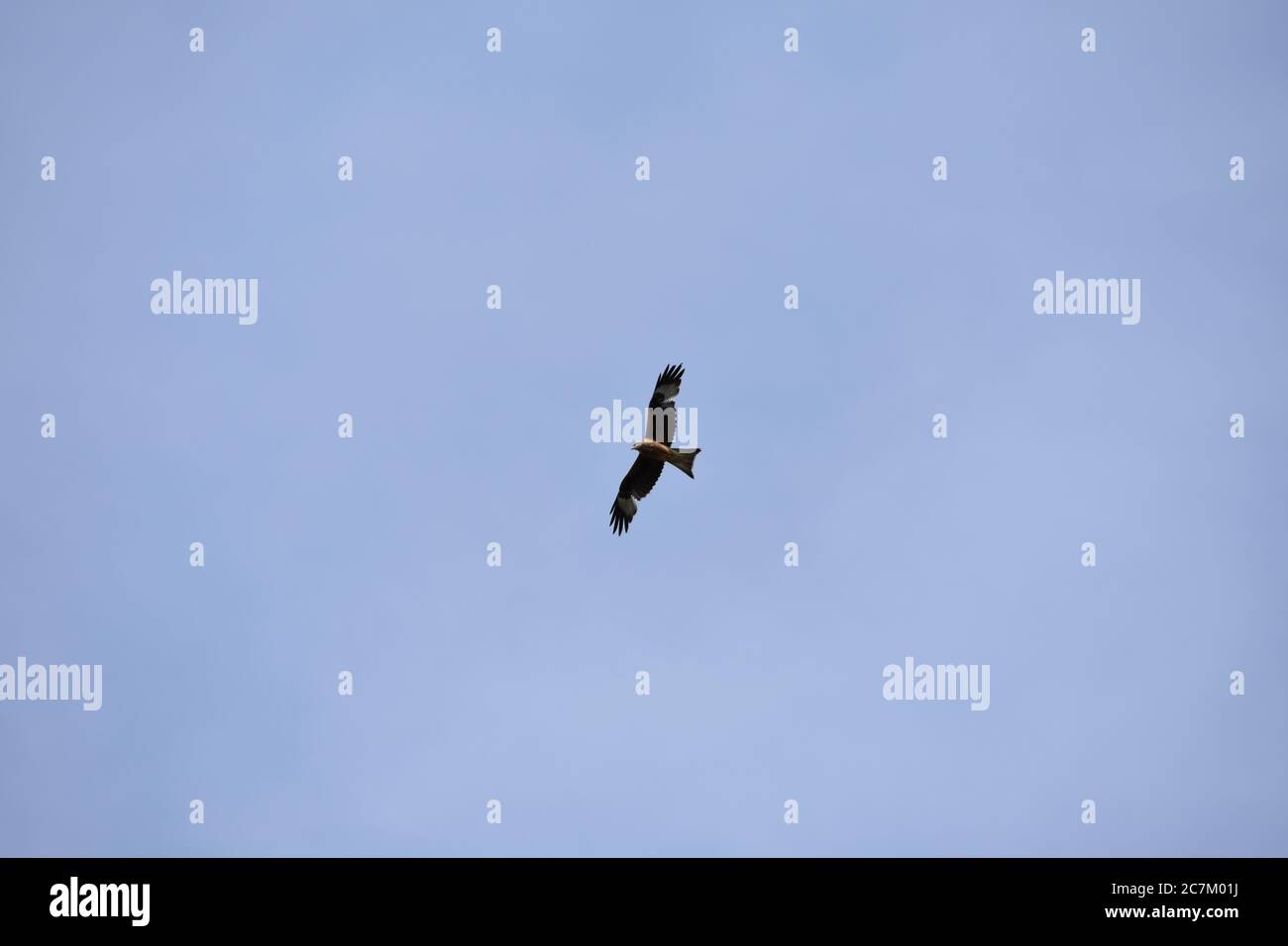 Red kite UK Stock Photo - Alamy