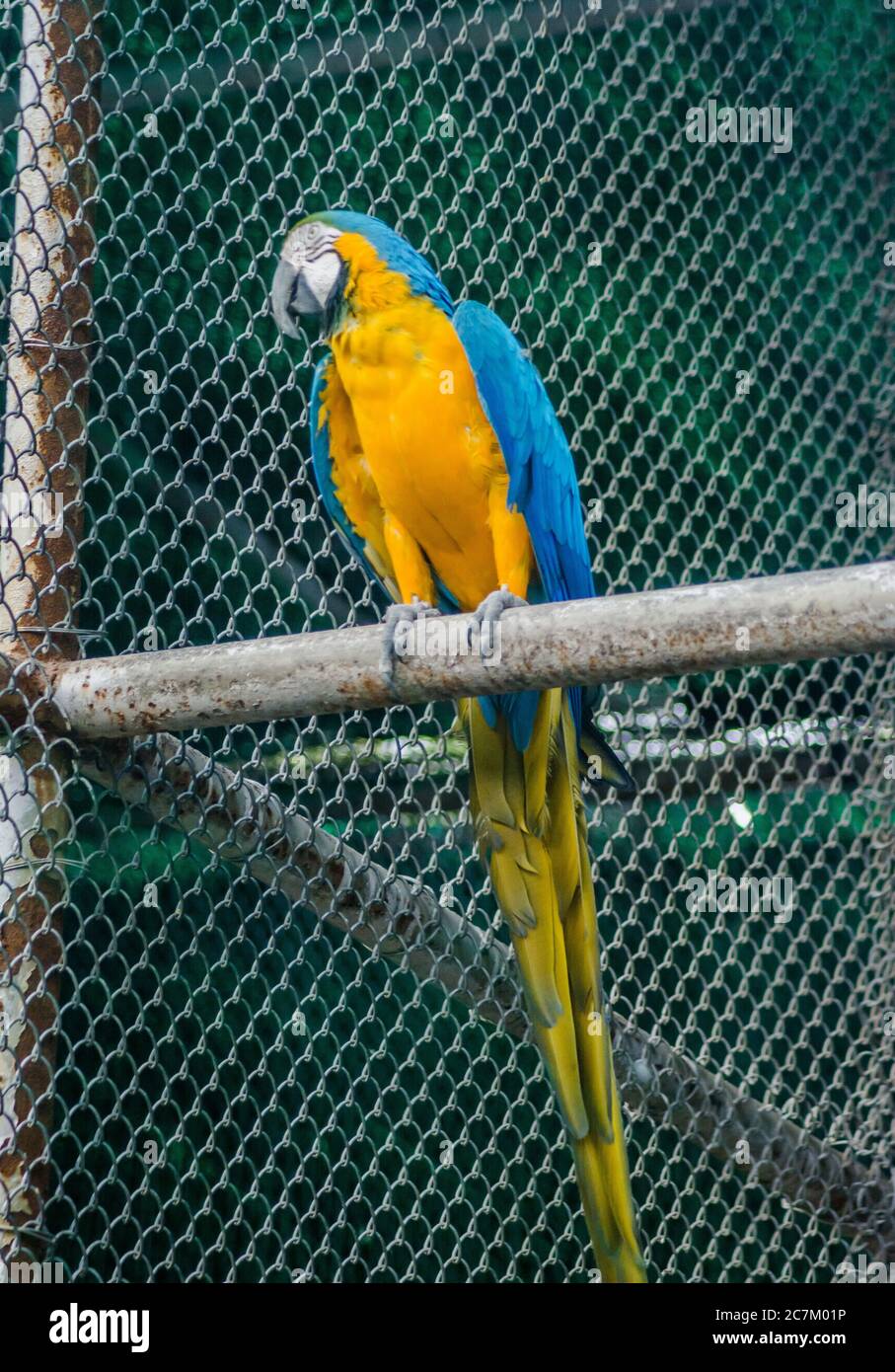 Order psittaciformes hi-res stock photography and images - Alamy