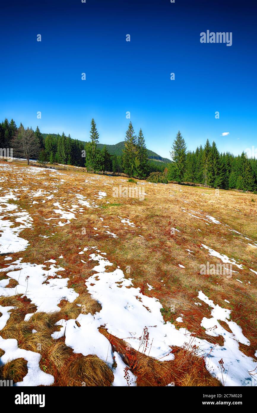 Spring mountain landscape with snow and fir forest. Dramatic sky on the ...