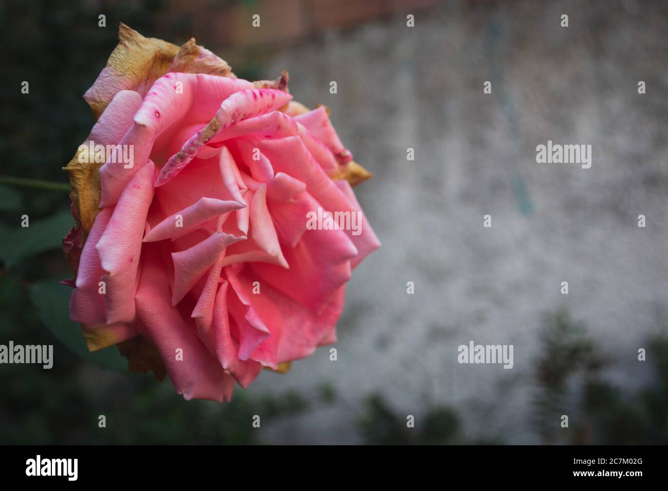 Anniversary beautiful beauty bloom blossom hi-res stock photography and ...