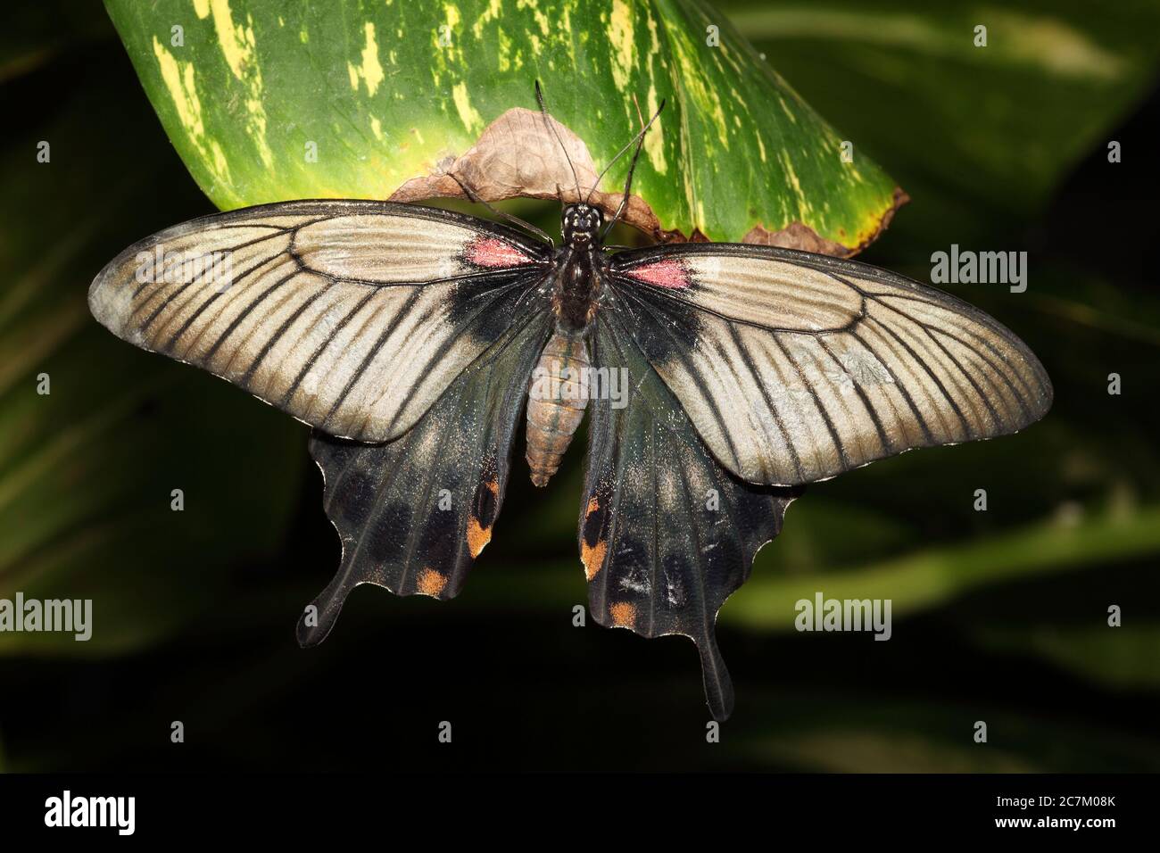 Tropical swallowtail butterfly resting on a green leaf stock photo ...