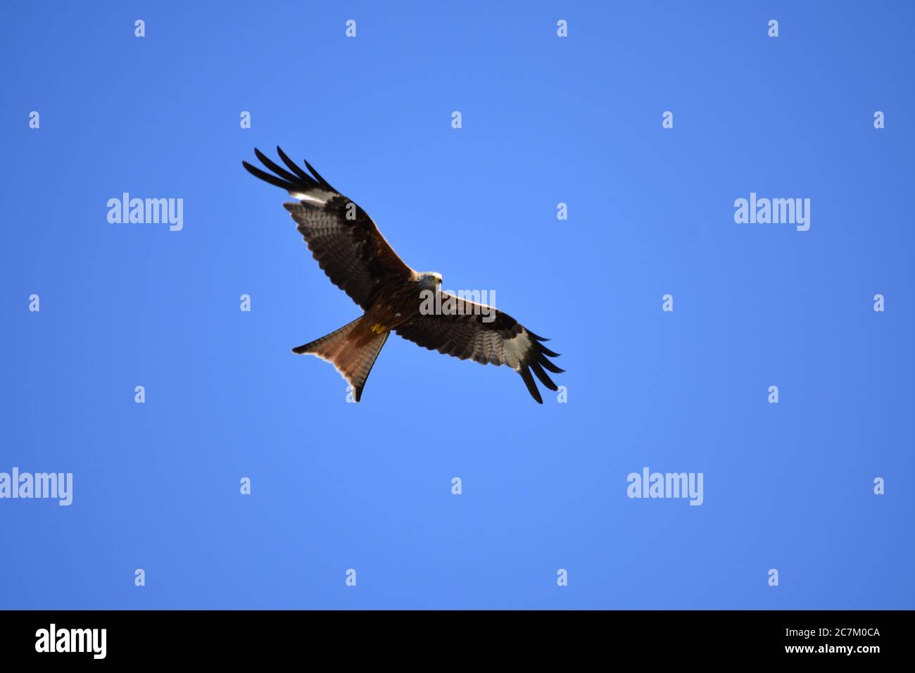 Red kite UK Stock Photo - Alamy