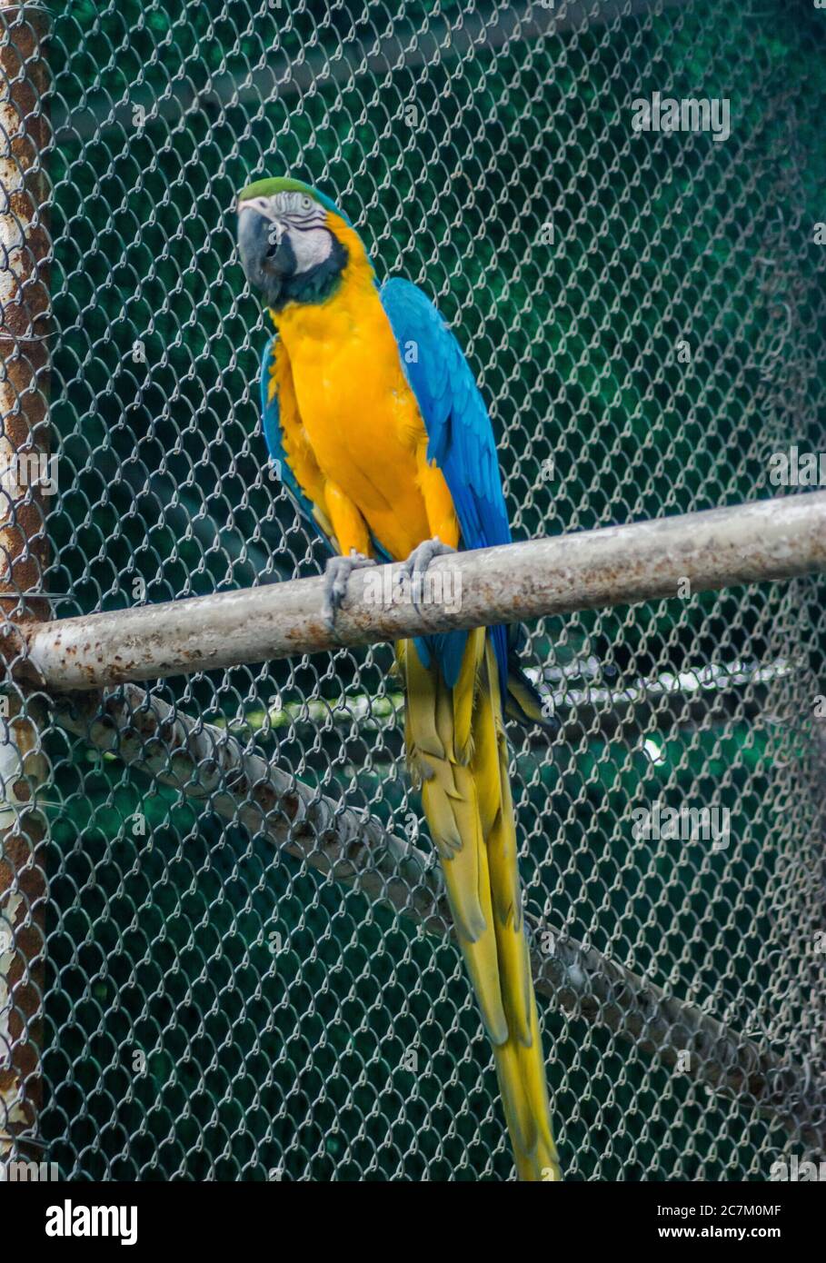 Parrots, also known as psittacines, are birds of the roughly 393 ...