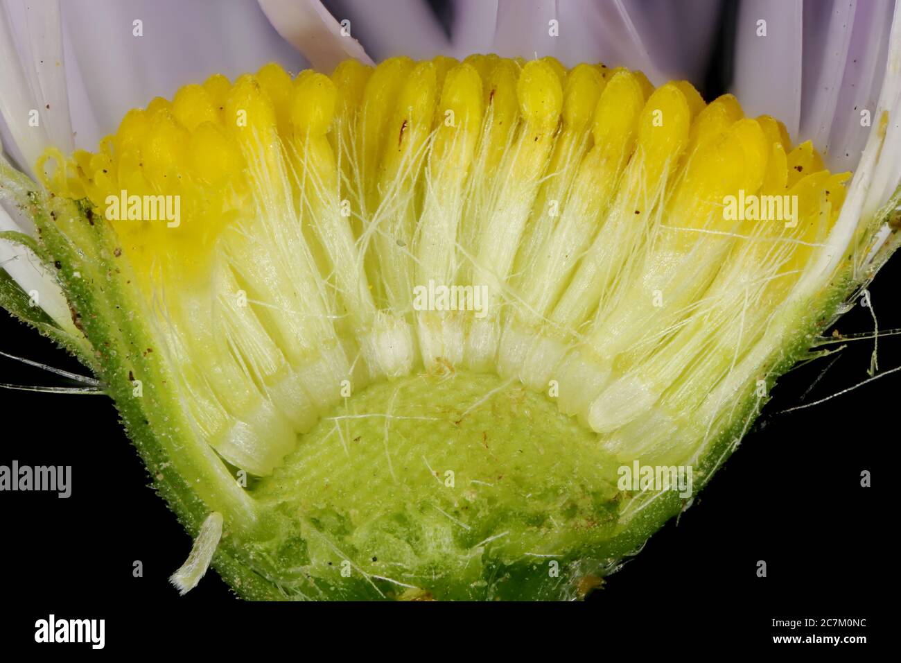 Receptacle of inflorescence hi-res stock photography and images - Alamy