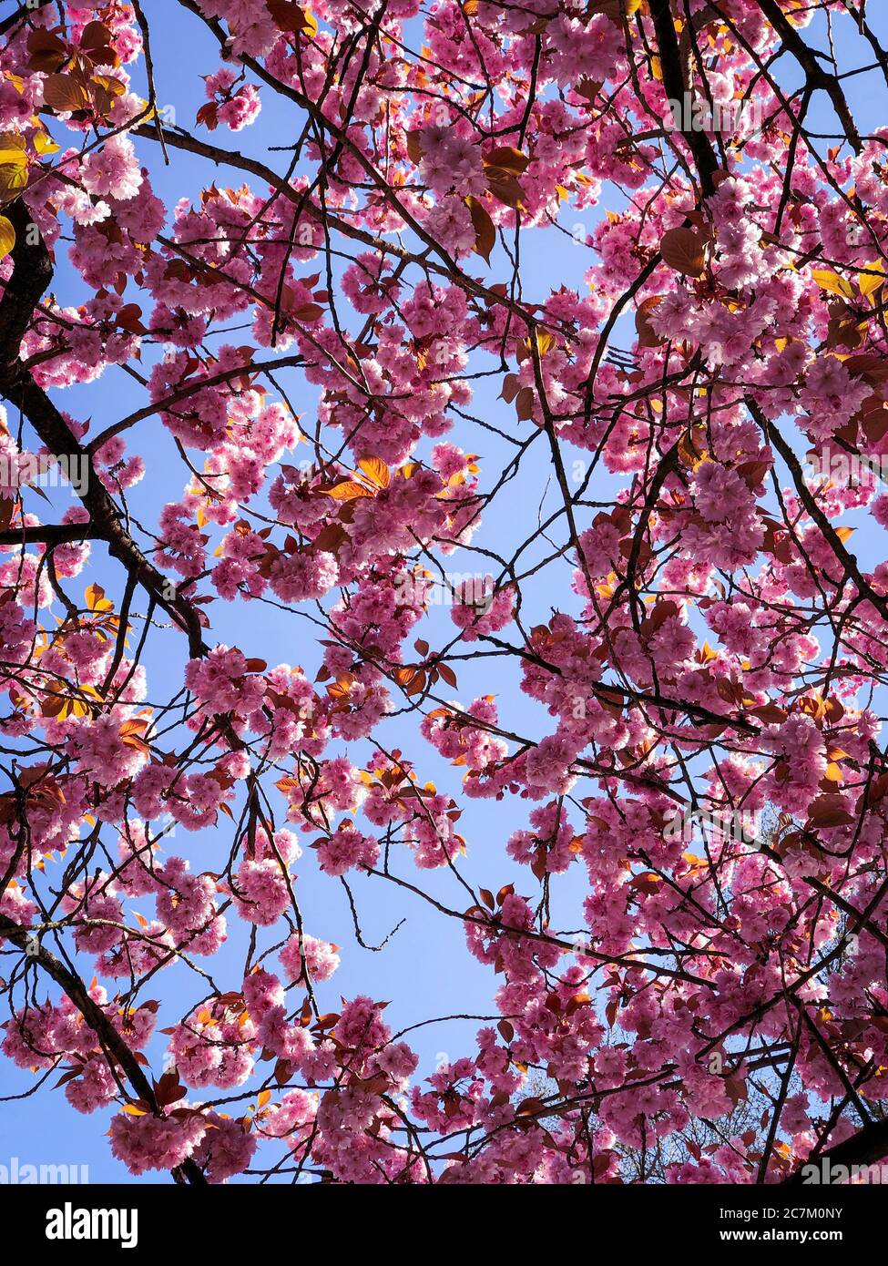 Cherry tree, cherry blossom, blue sky, Hamburg, Germany Stock Photo - Alamy