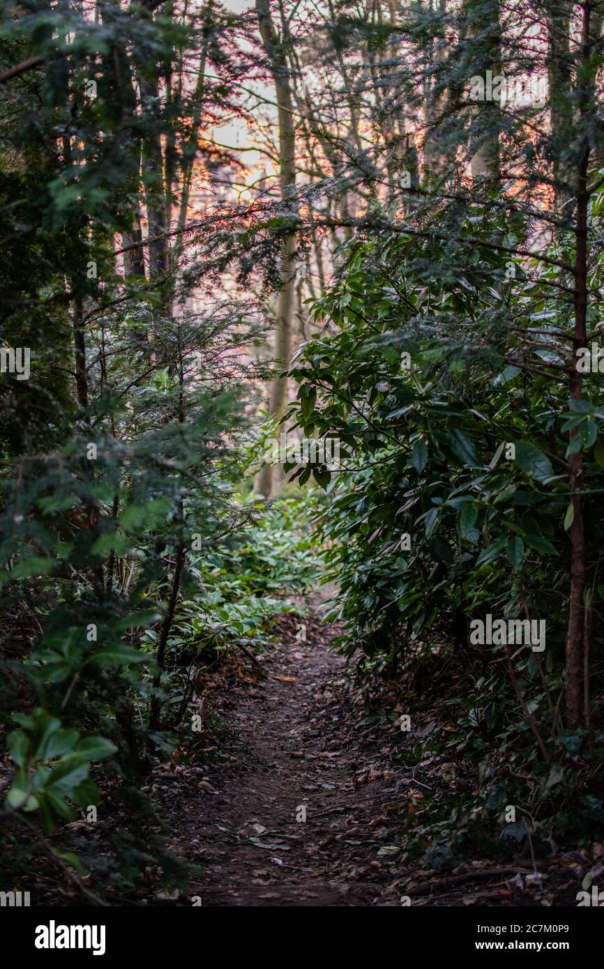 Forest with tall trees during daytime Stock Photo - Alamy