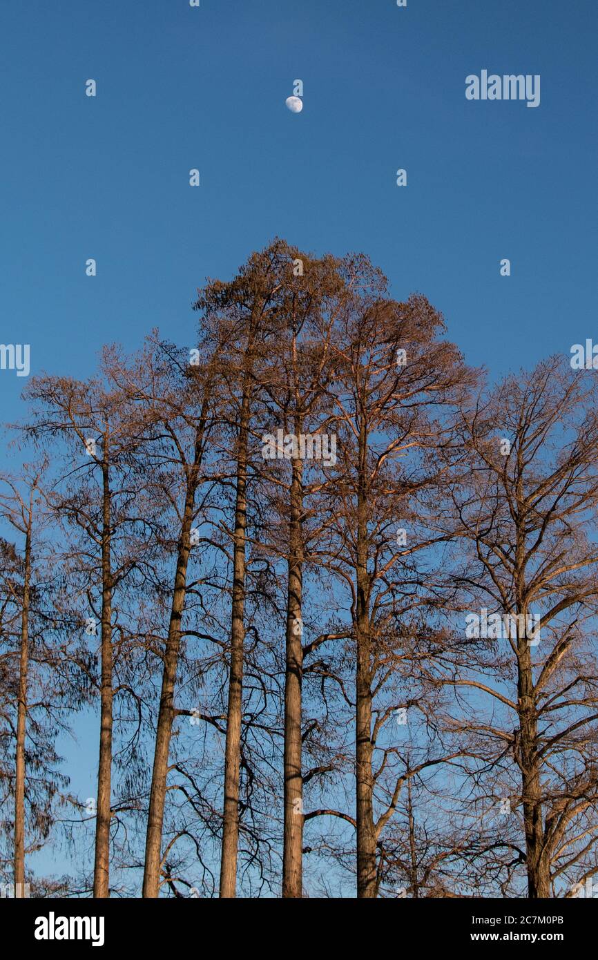 Bold trees hi-res stock photography and images - Alamy