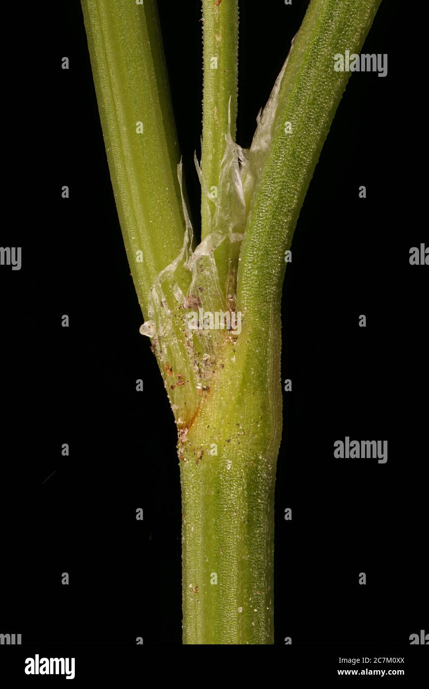 Ocrea hi-res stock photography and images - Alamy