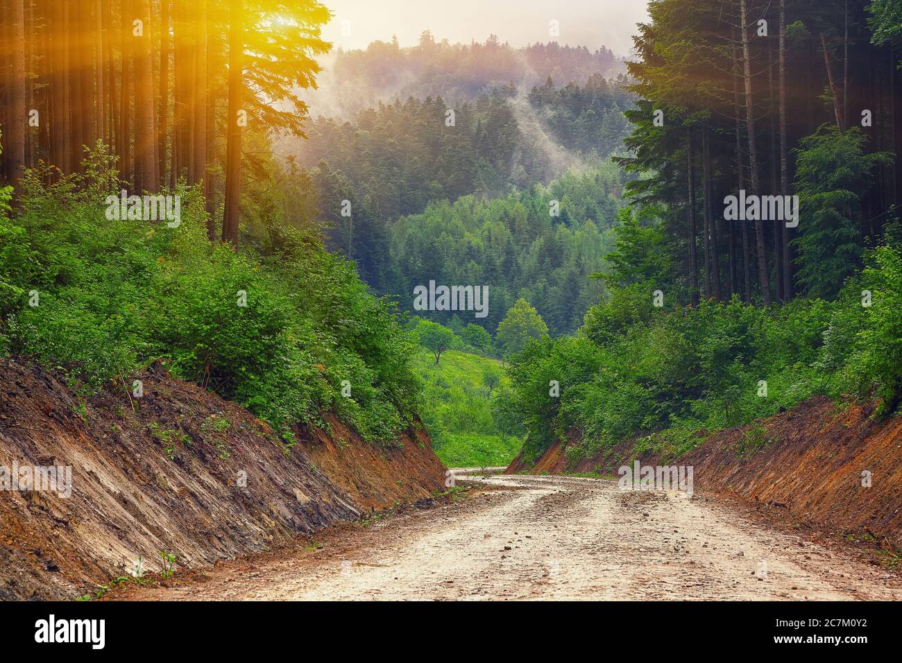 Morning sun wet pine rain hi-res stock photography and images - Alamy
