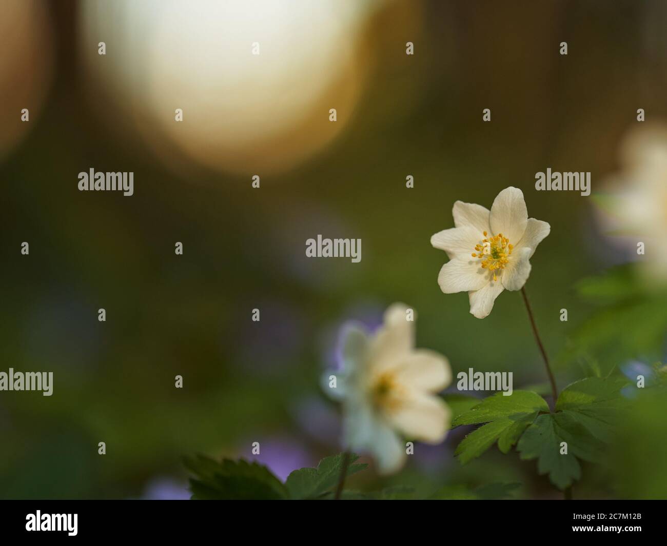 Signs spring in woods hi-res stock photography and images - Alamy
