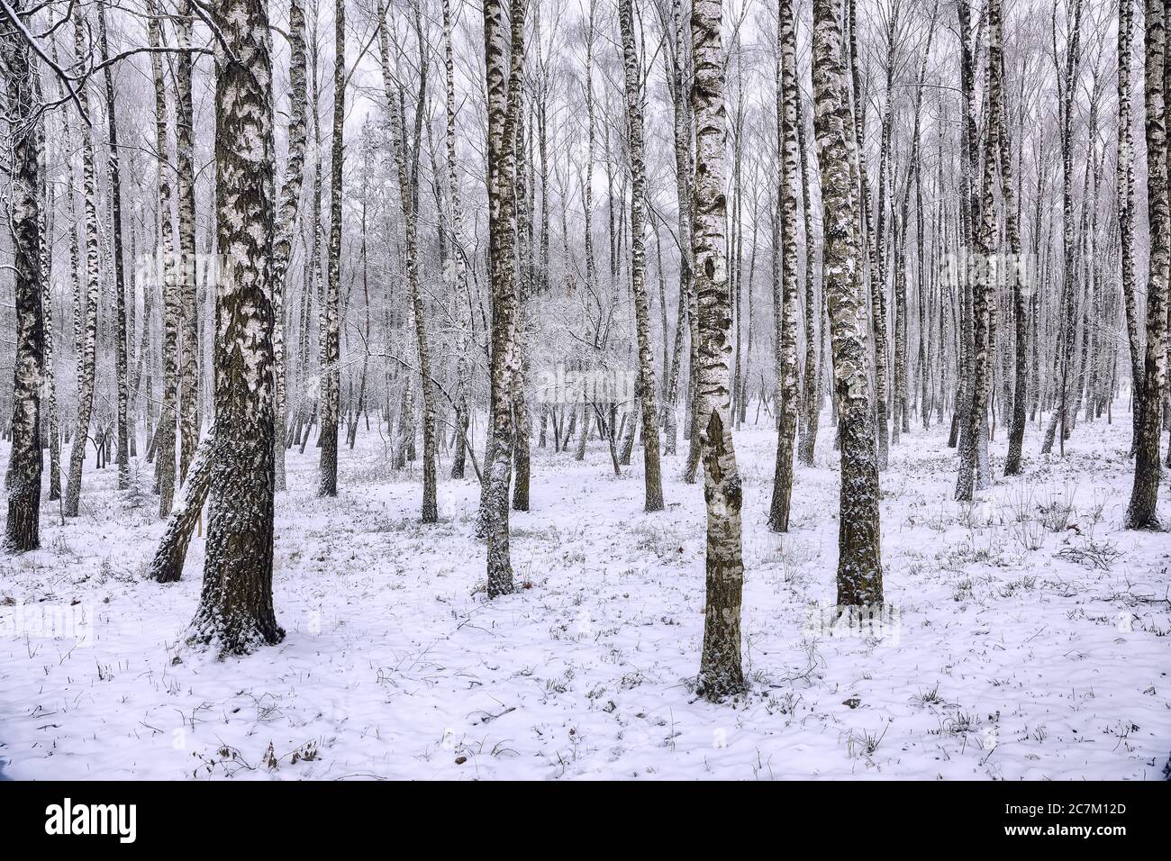 Frozen birch forest landscape. Early winter landscape with frost on ...
