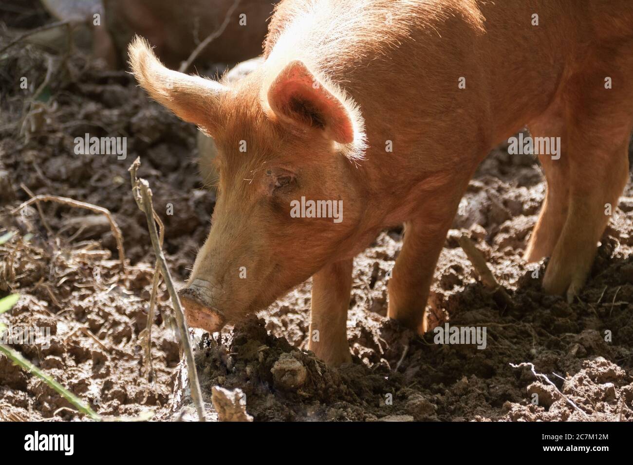 Breeds of rare pig are bred at the Lost Gardens of Heligan, Pentewan ...