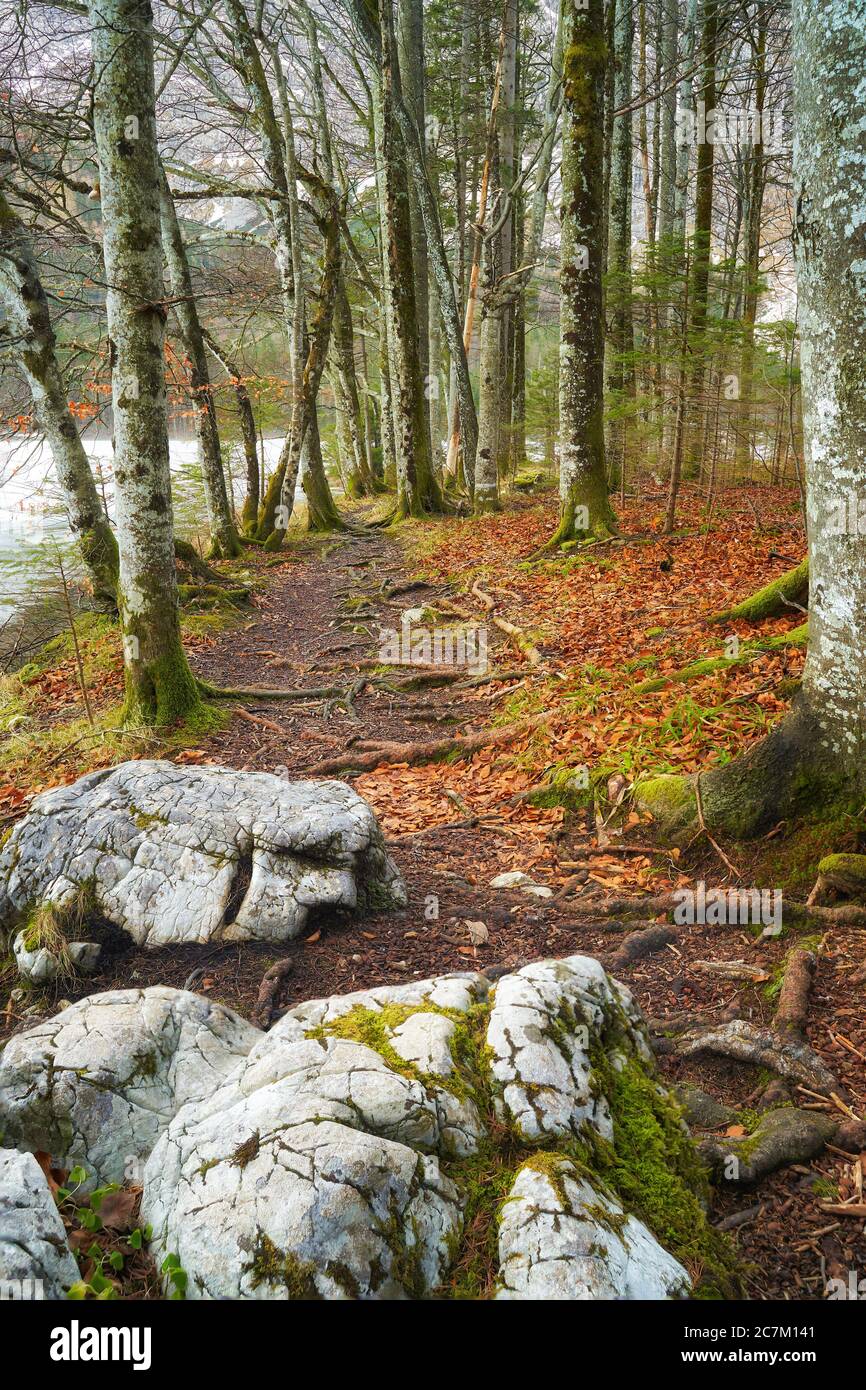 Path between the woods at Lake Hinterer Langbathsee in Austria Stock ...