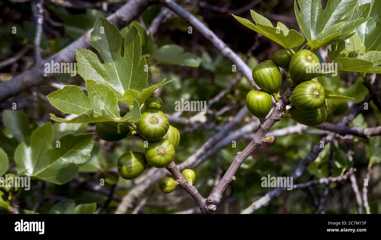 Fig fruits in spring at Coursan Stock Photo - Alamy