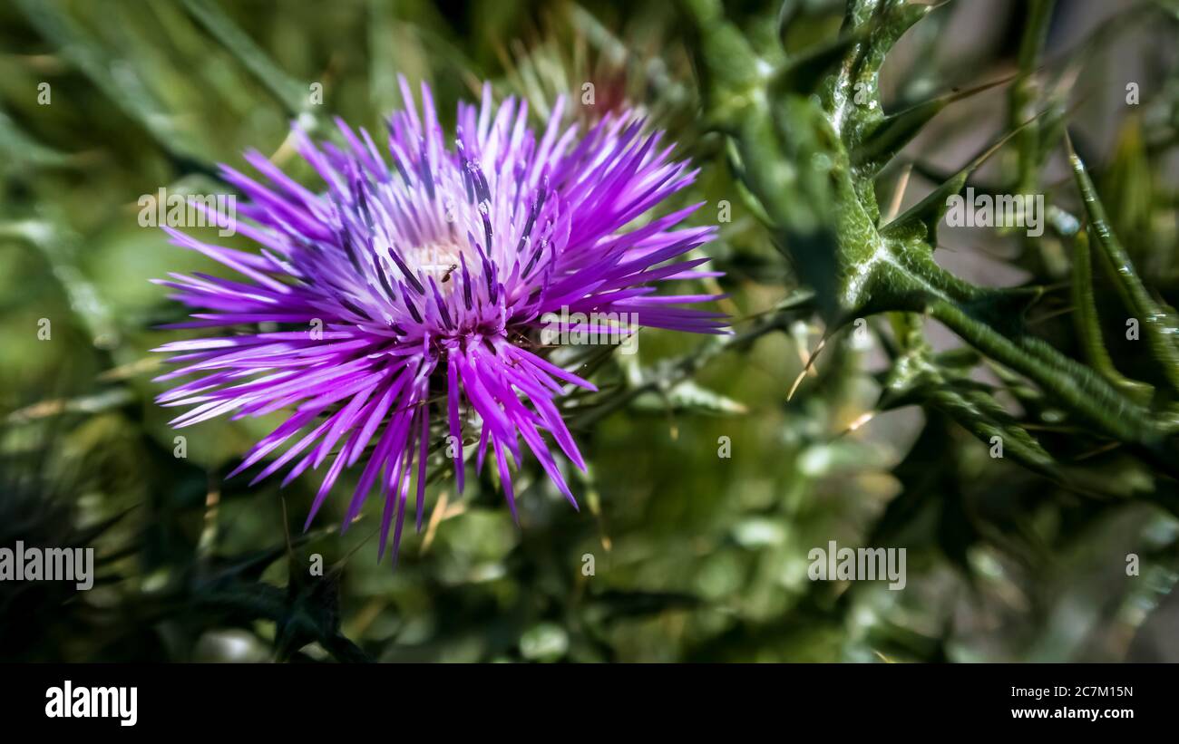 Spring thistle at Vinassan Stock Photo - Alamy