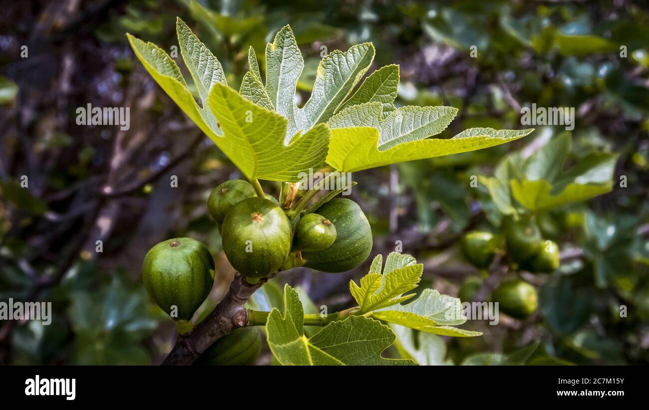 Fruits fig hi-res stock photography and images - Alamy