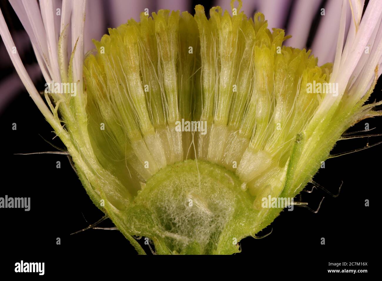 Receptacle of inflorescence hi-res stock photography and images - Alamy