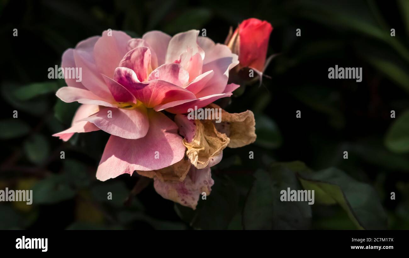 Variable spring hi-res stock photography and images - Alamy