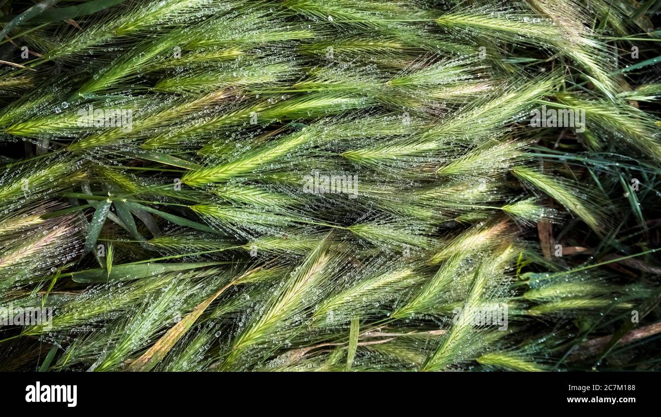 Ears of grass hi-res stock photography and images - Alamy