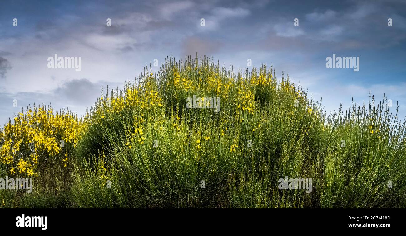 Gorse spring hi-res stock photography and images - Alamy