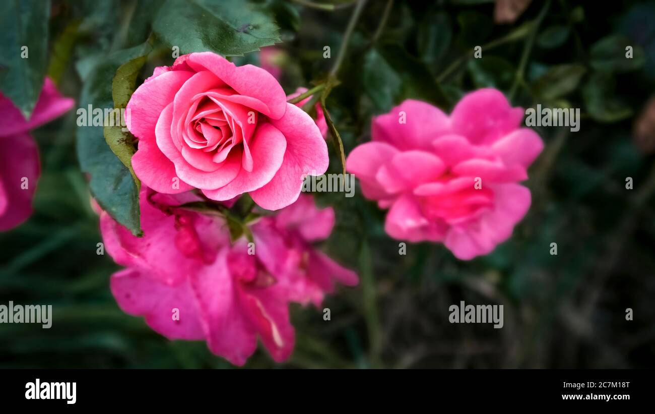 Mystic rose hi-res stock photography and images - Alamy