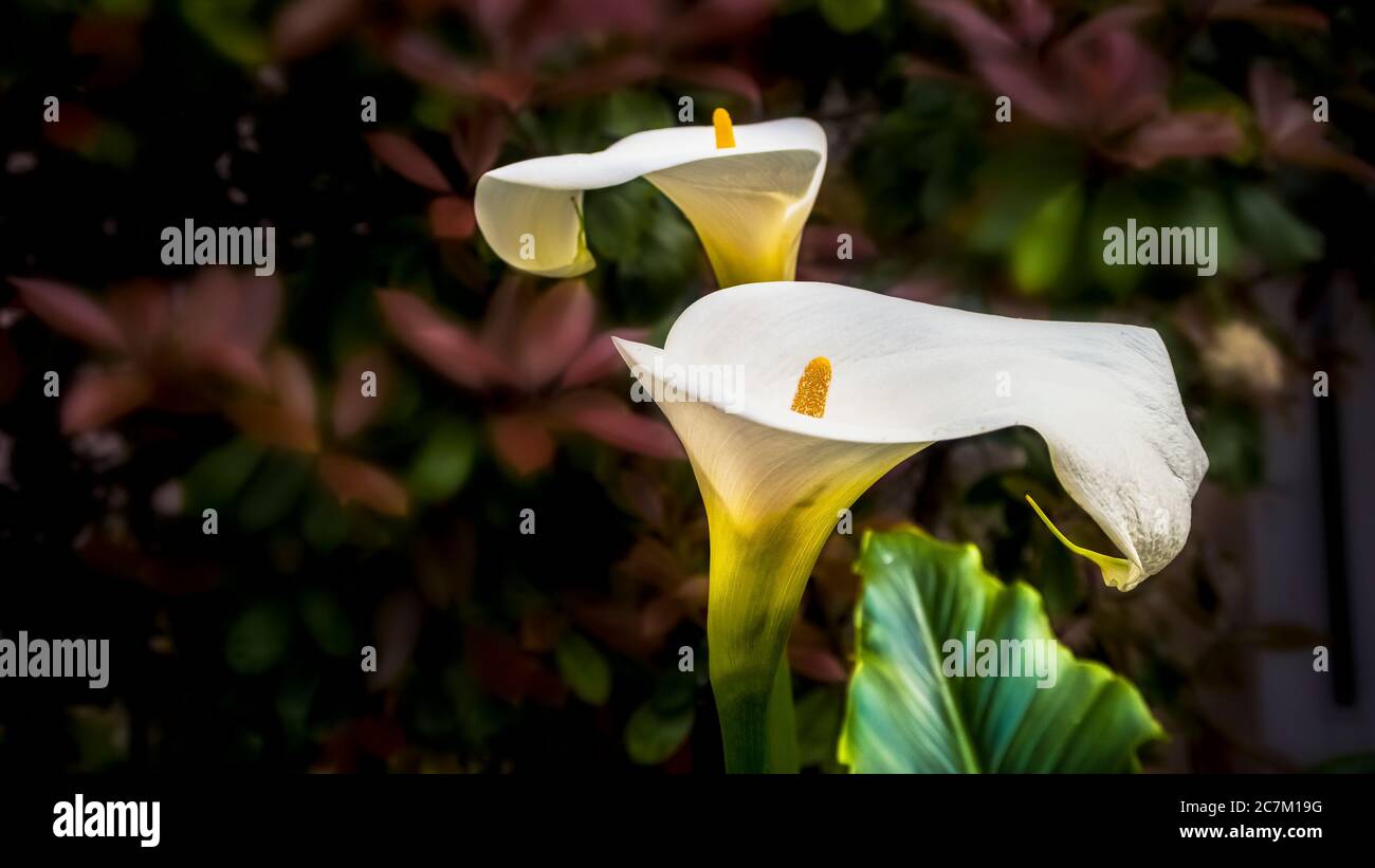 two Calla flowers in spring in Coursan Stock Photo - Alamy