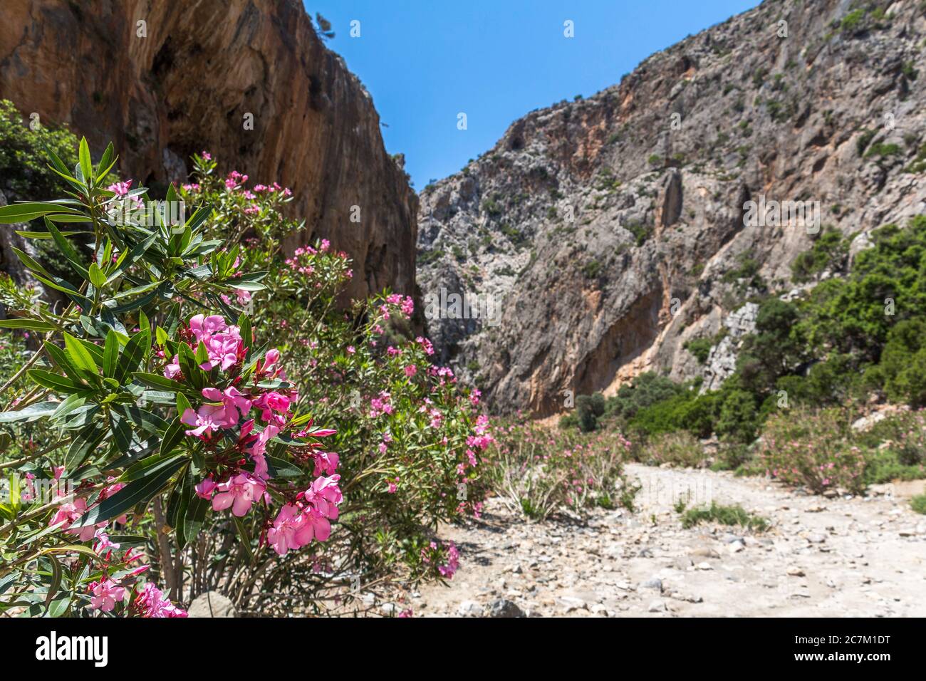 Flowering shrubs in the Agiofaraggo Gorge near Mátala, southern Crete ...