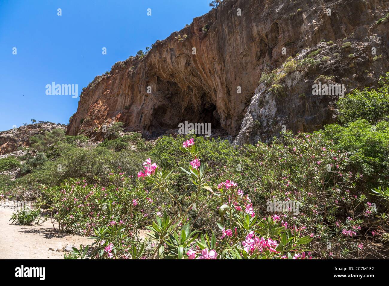 Natural colourful flowering shrubs hi-res stock photography and images ...