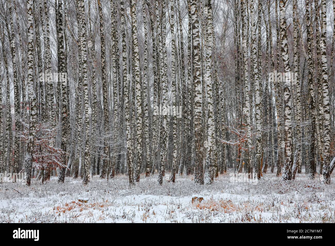 Frozen birch forest landscape. Early winter landscape with frost on ...
